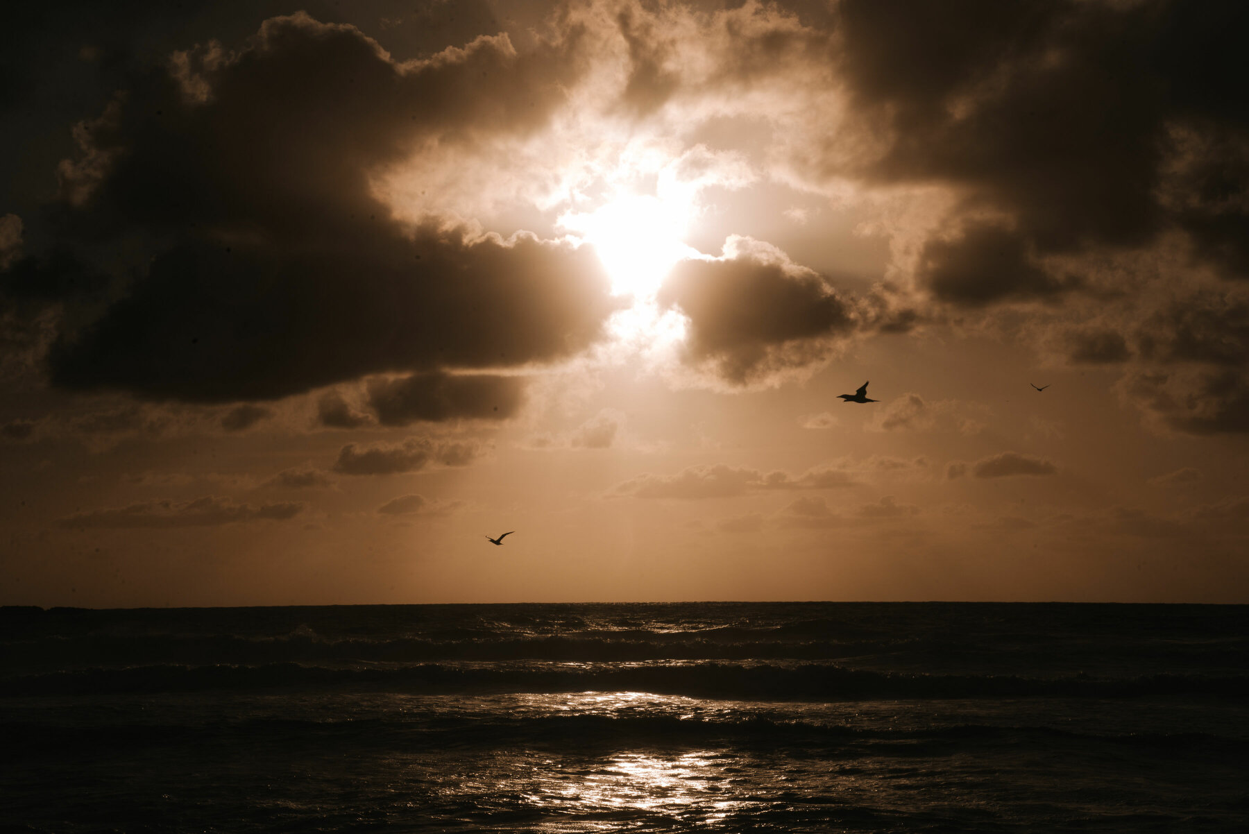 How to Find Your Ikigai | TEDxAuckland